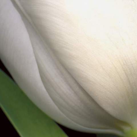 Scanograms | Photopiaeditions