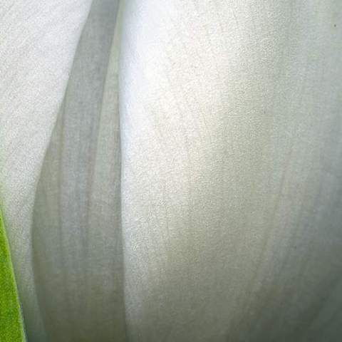 Scanograms | Photopiaeditions
